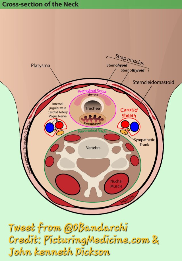 Thyroid Anatomy Cross Section