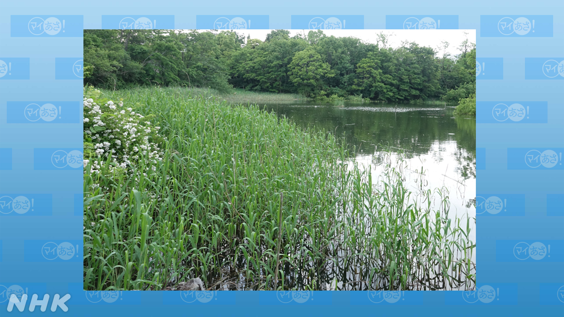 NHKラジオニュース on Twitter: "#マイあさ ヨシ原の様子。ヨシは湖や池などで見かけることがありますよね。 https://t.co/2QC7sSicOO https://t ...