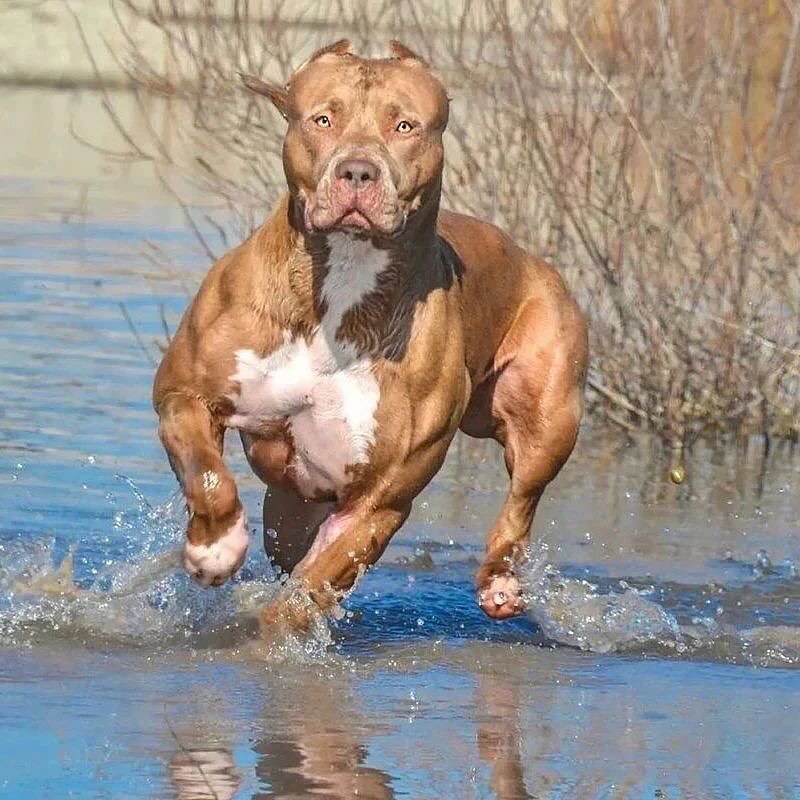 American Pitbull Muscle