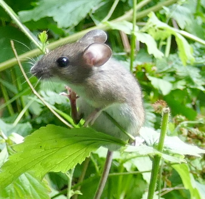 Wood Mouse