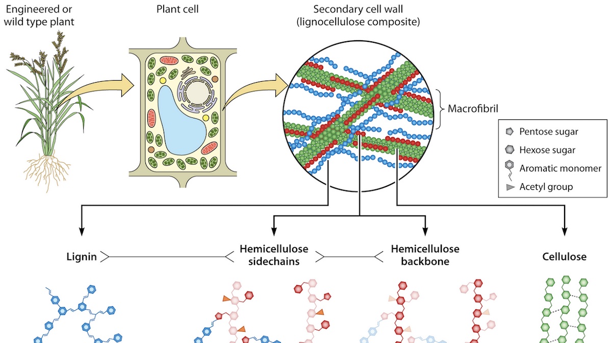 Lignocellulose Structure