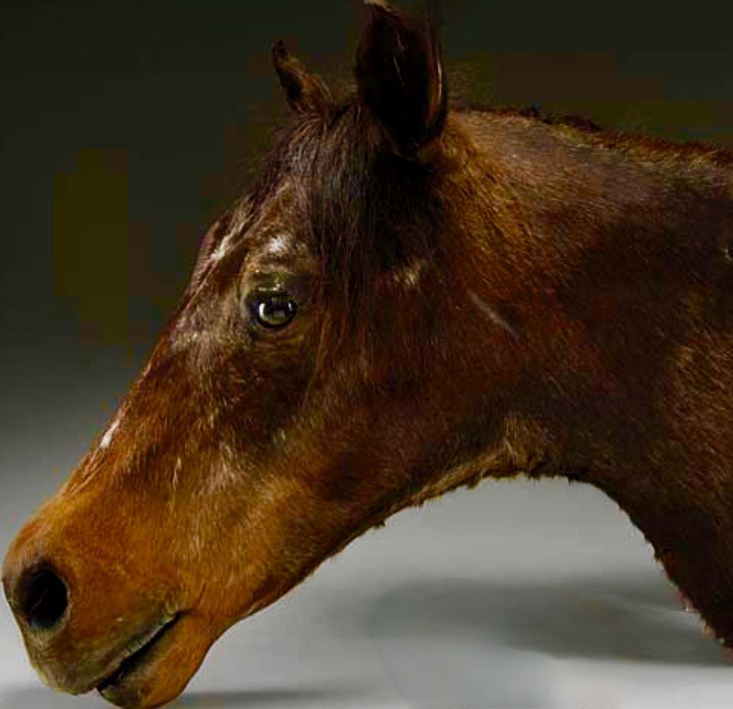 Real Horse Head Real Bronze Metal Statue On Marble Bust Horse Head