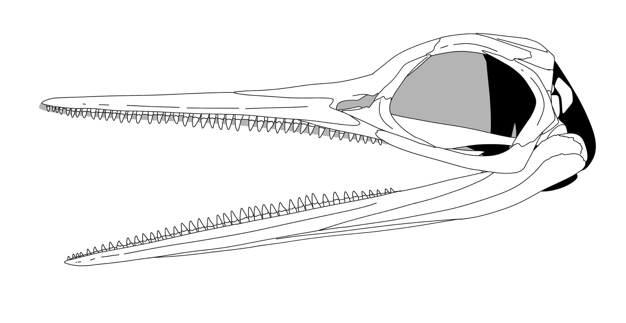 Ophthalmosaurus Skeleton