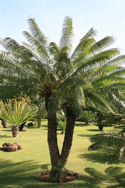 someone said that trees aren't a thing phylogenetically and i was like ...