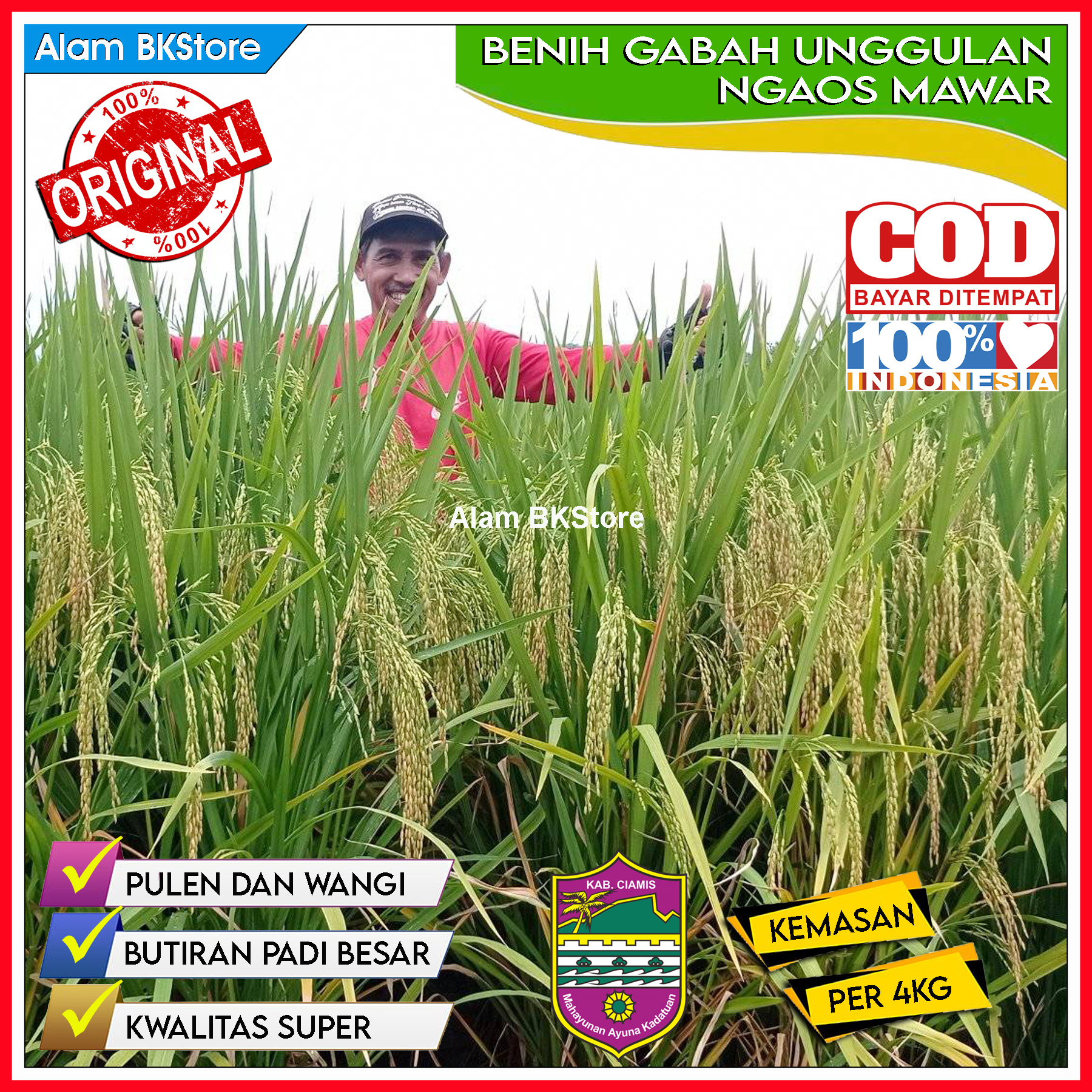 Alam BKStore on Twitter: "BENIH PADI NGAOS MAWAR UNGGUL / BENIH GABAH NGAOS MAWAR Butiran Padi ...