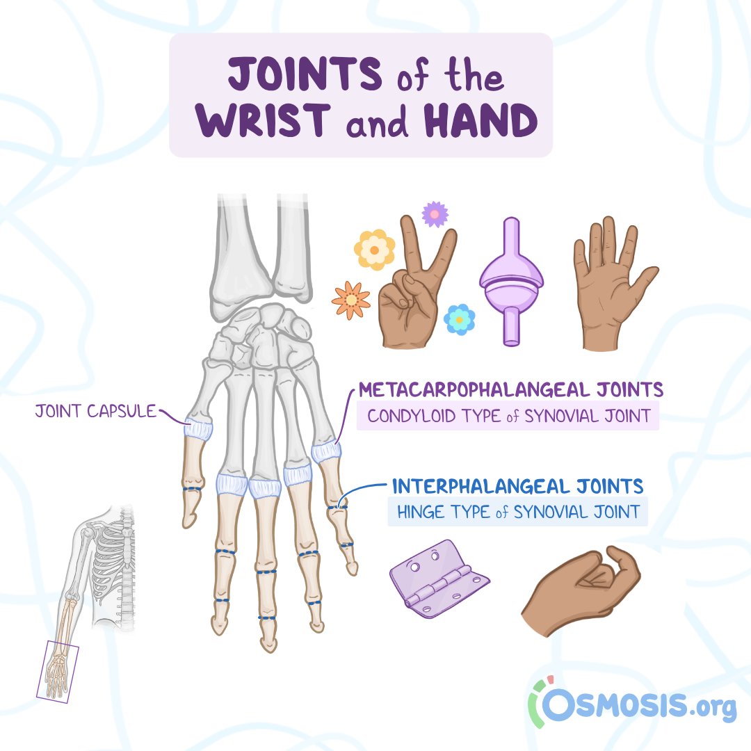 Metacarpophalangeal Joints