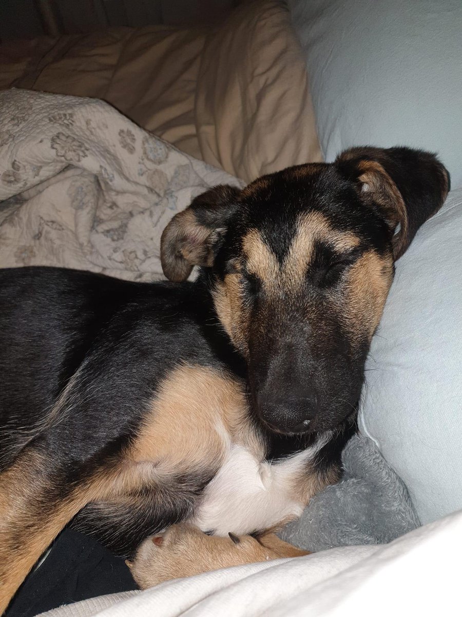 Can Jeyes Fluid Kill Dogs