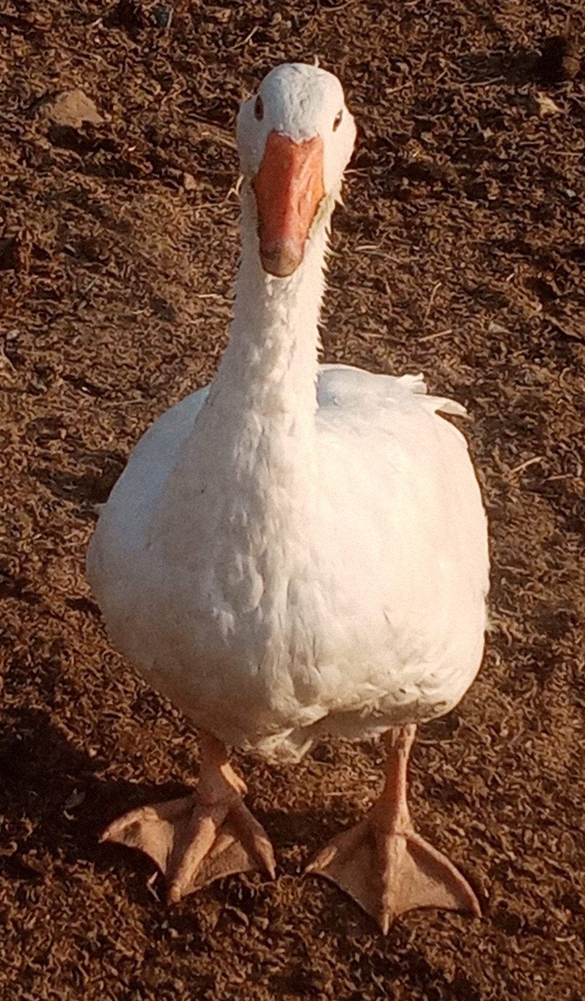 Anka Supic on Twitter: "Svi iz istog dvorišta. https://t.co/o9gO6OpjTN" / Twitter