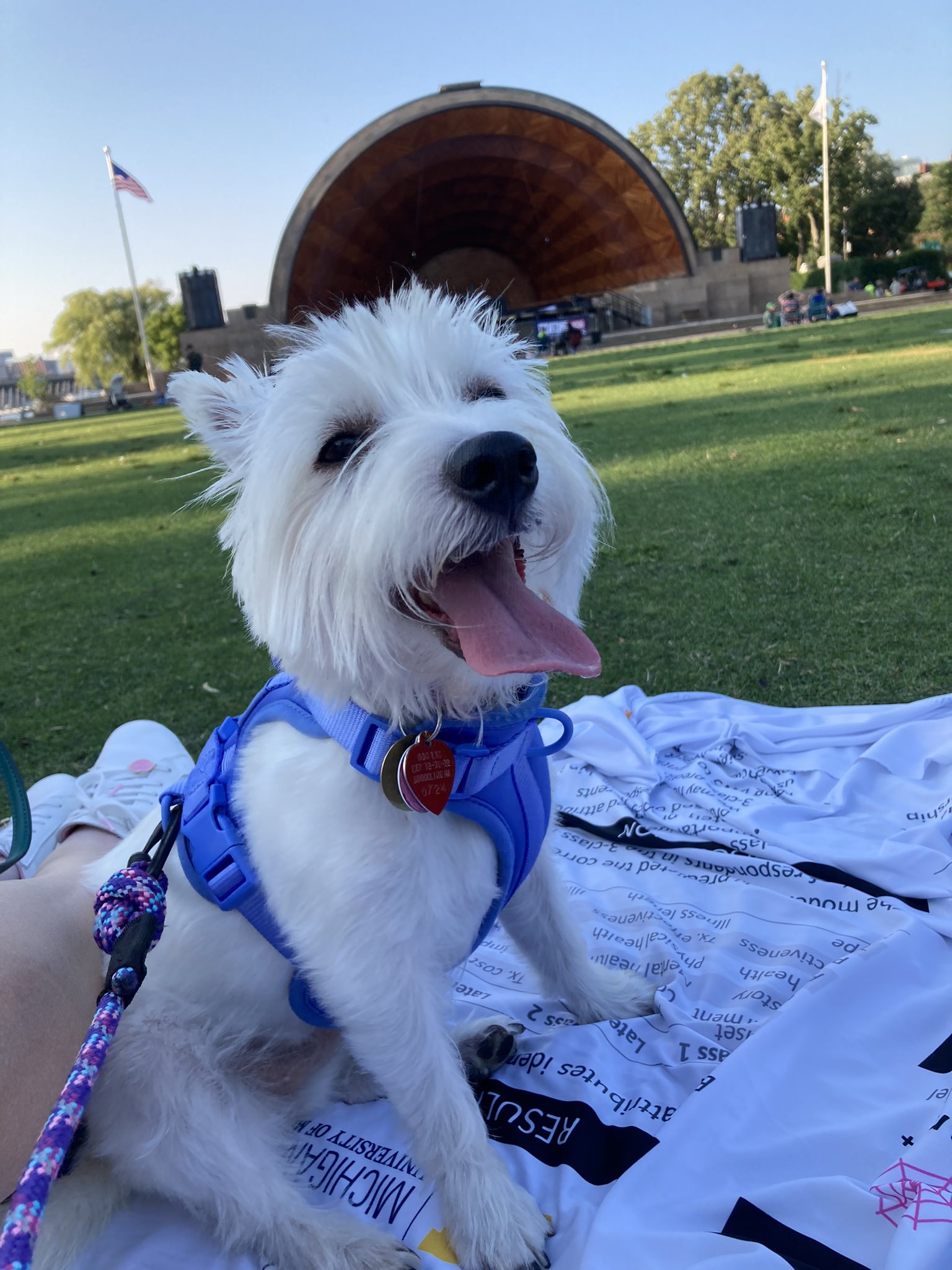 Hadley Stevens Smith on Twitter: "@WrightCensored’s research posters also serve as great picnic ...