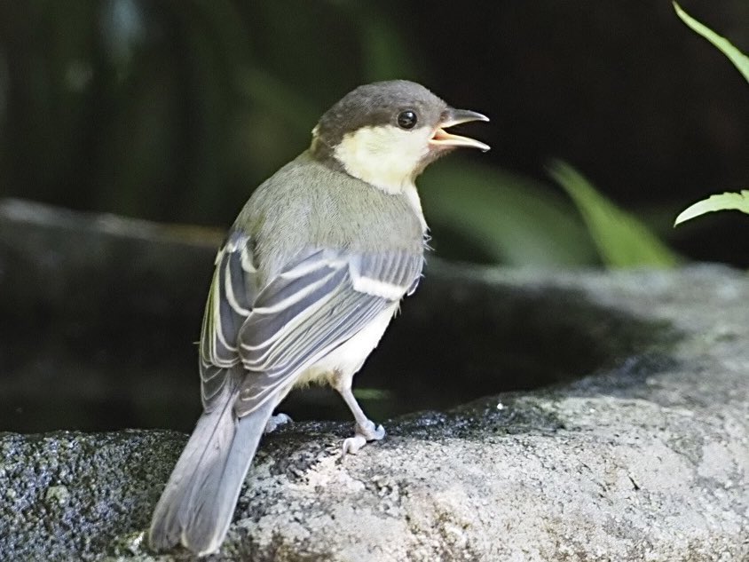 鈴木俊貴 Toshitaka Suzuki (@toshitaka_szk) / Twitter