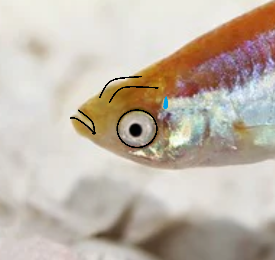 TW Pornstars - AlluringOddity. Twitter. hehehe i made a concerned fish ...