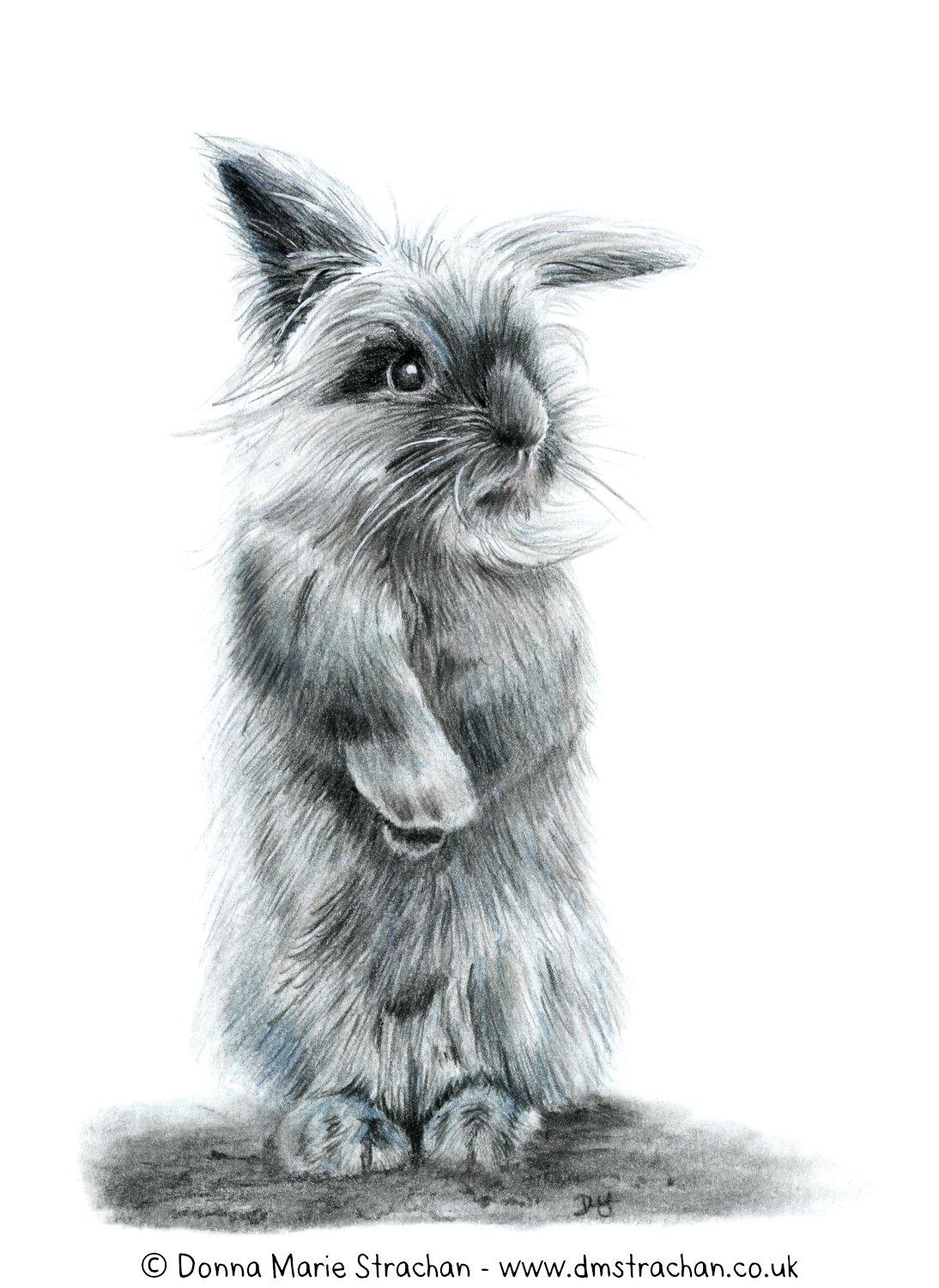 Standing Rabbit Sketch
