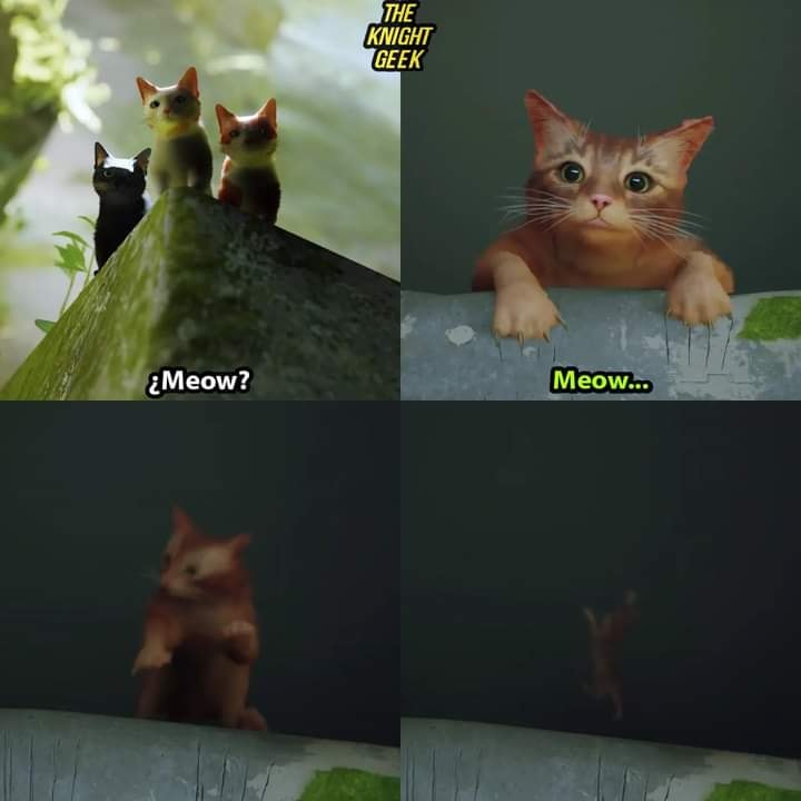 Oooh Cat Meme