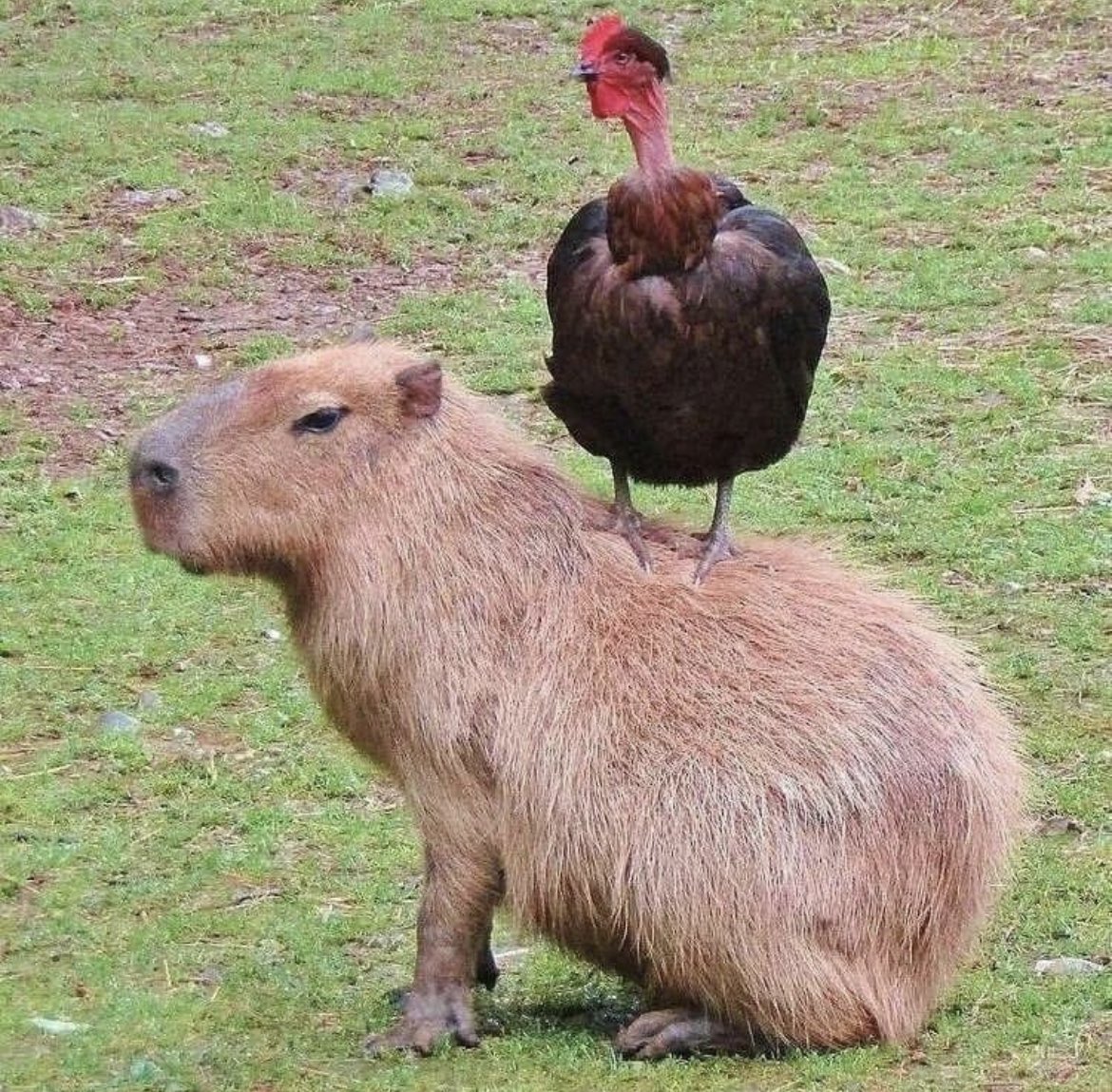 Capybaras on Twitter: "? https://t.co/W5V8o8bfgO" / Twitter