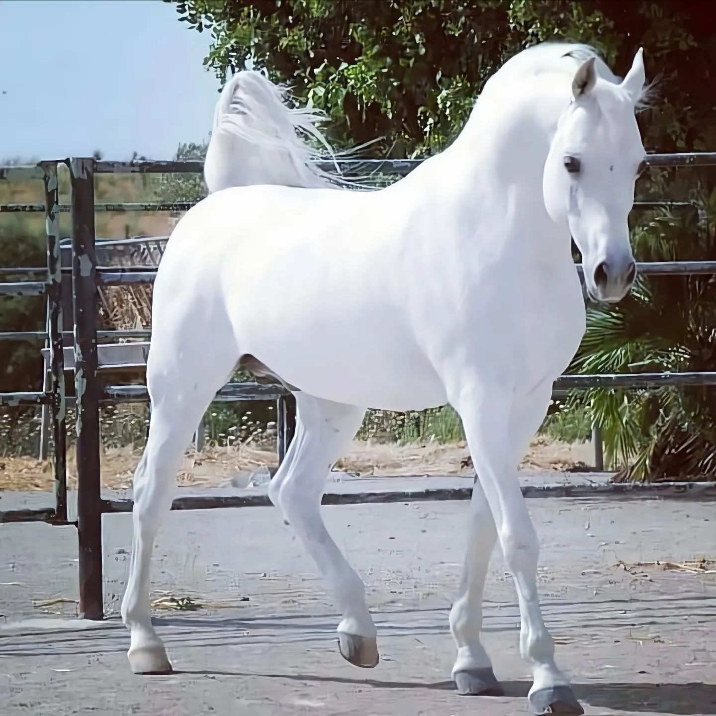 Most Beautiful White Horse In The World