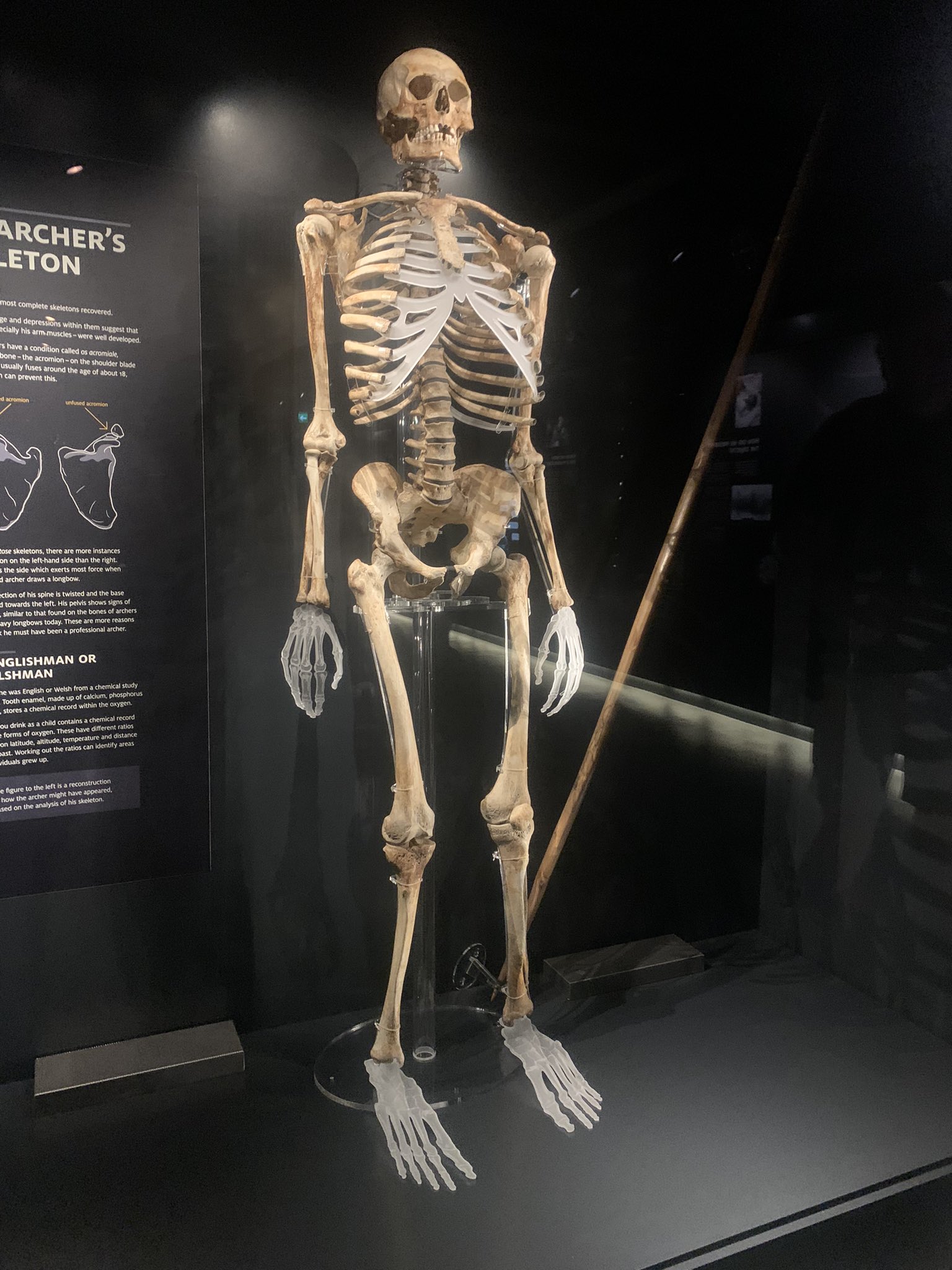 English Longbowmen Skeleton