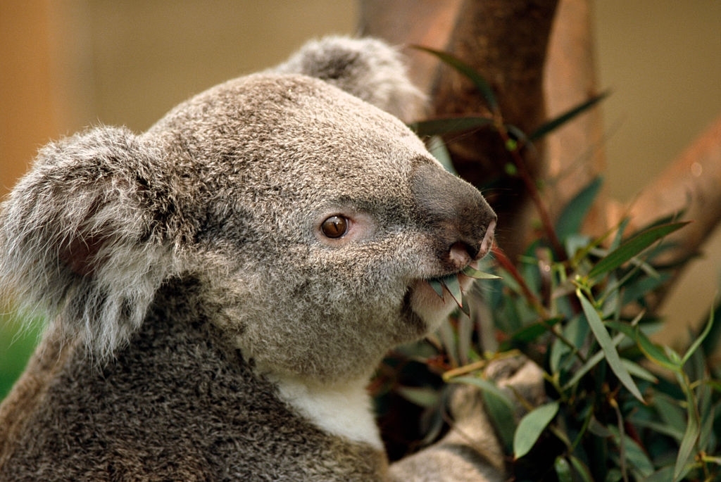 Oso Koala Pantalla Windows Phone