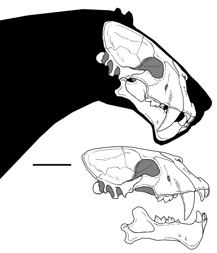 Homotherium Skull