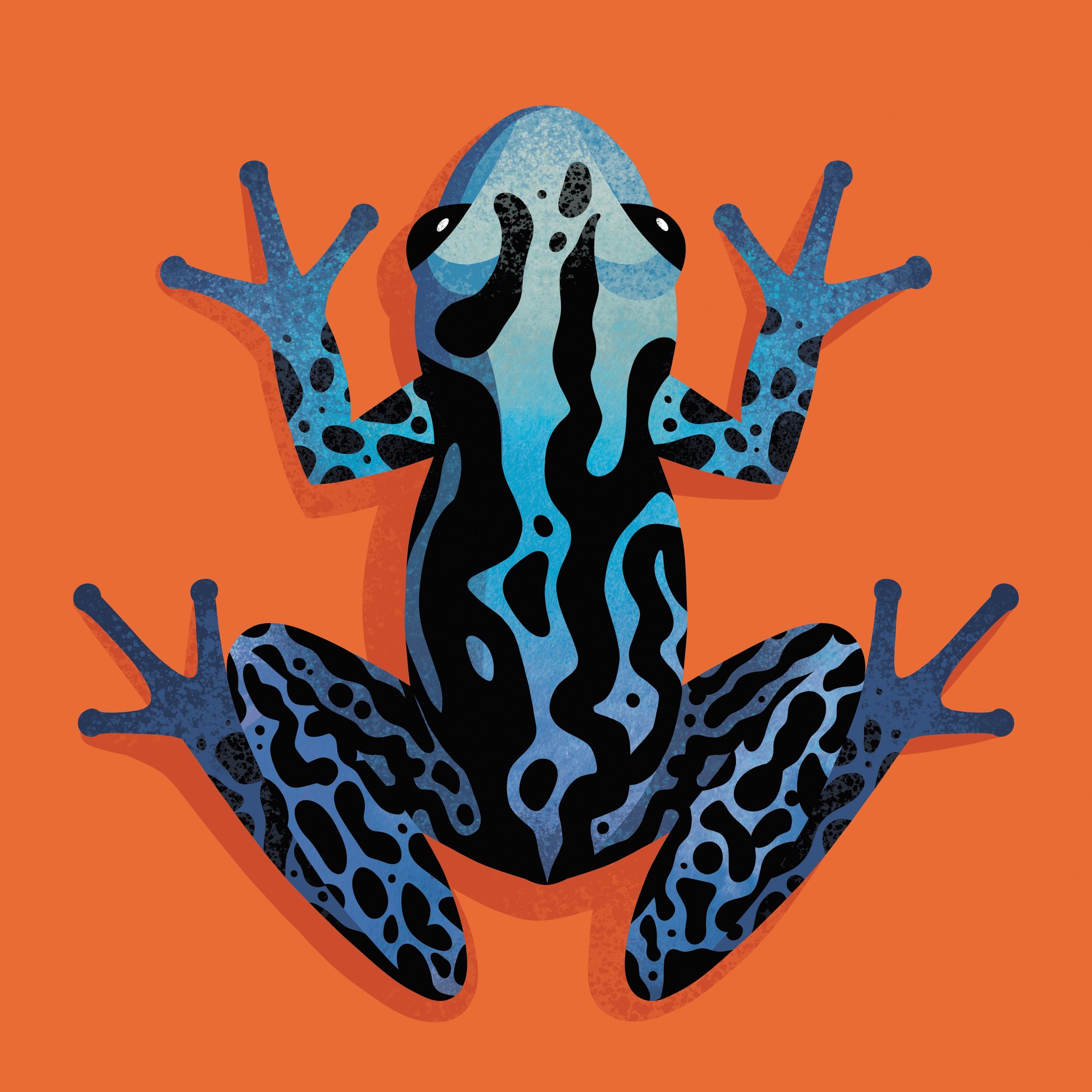 Poison Dart Frog Drawing