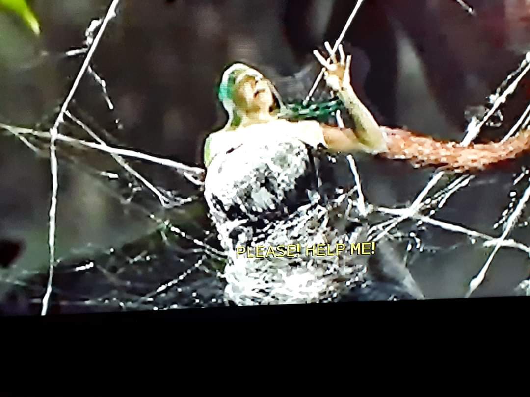 The Fly 1958 Help Me