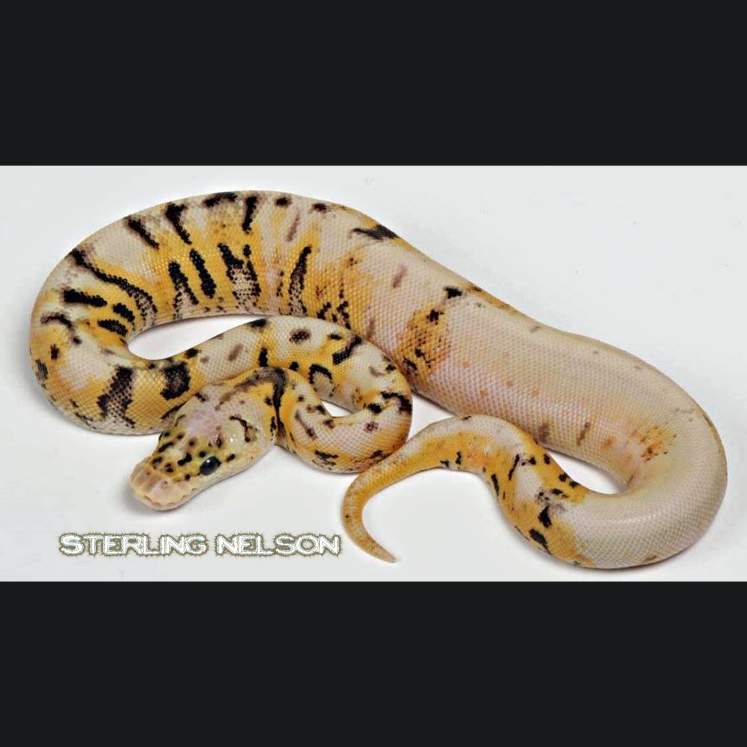 Sugar Spider Ball Python