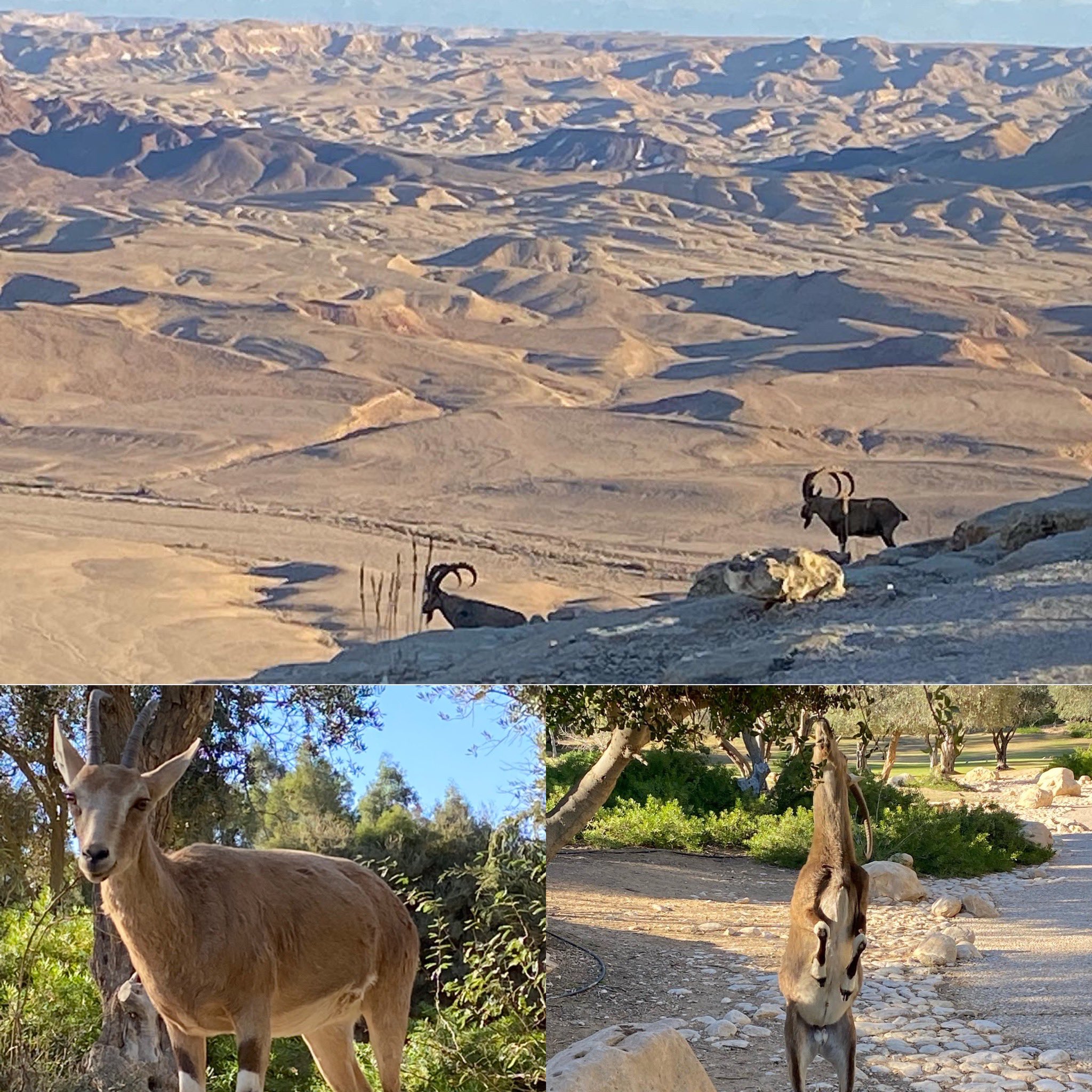 Israel National Animal