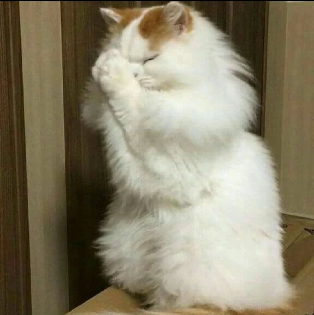 Cats Praying
