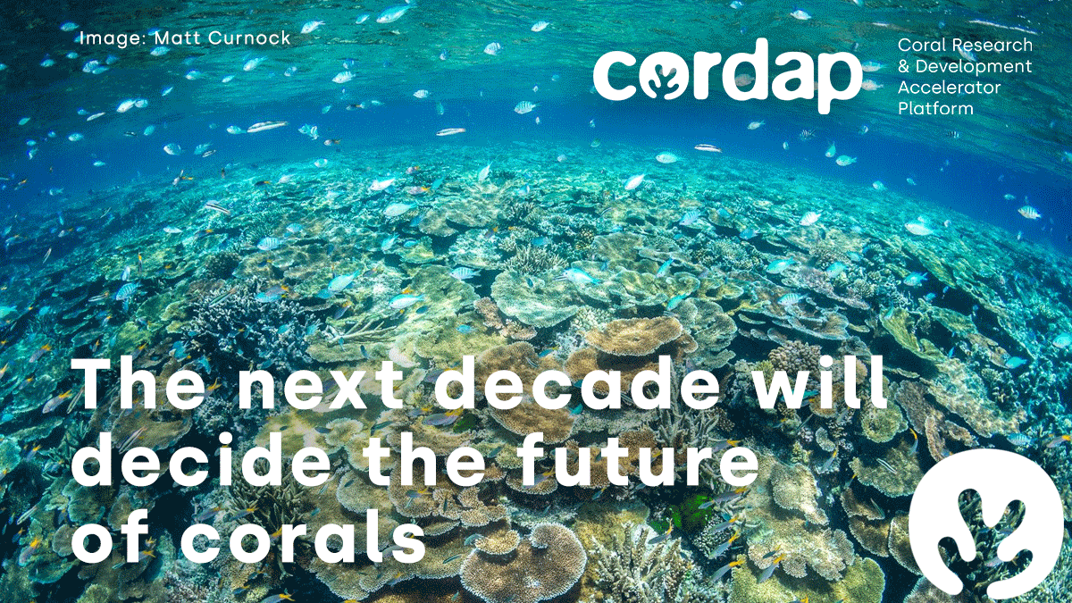 Coral Triangle Center | Inspiring People Saving Oceans