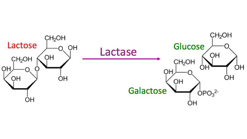 Lactase Structure