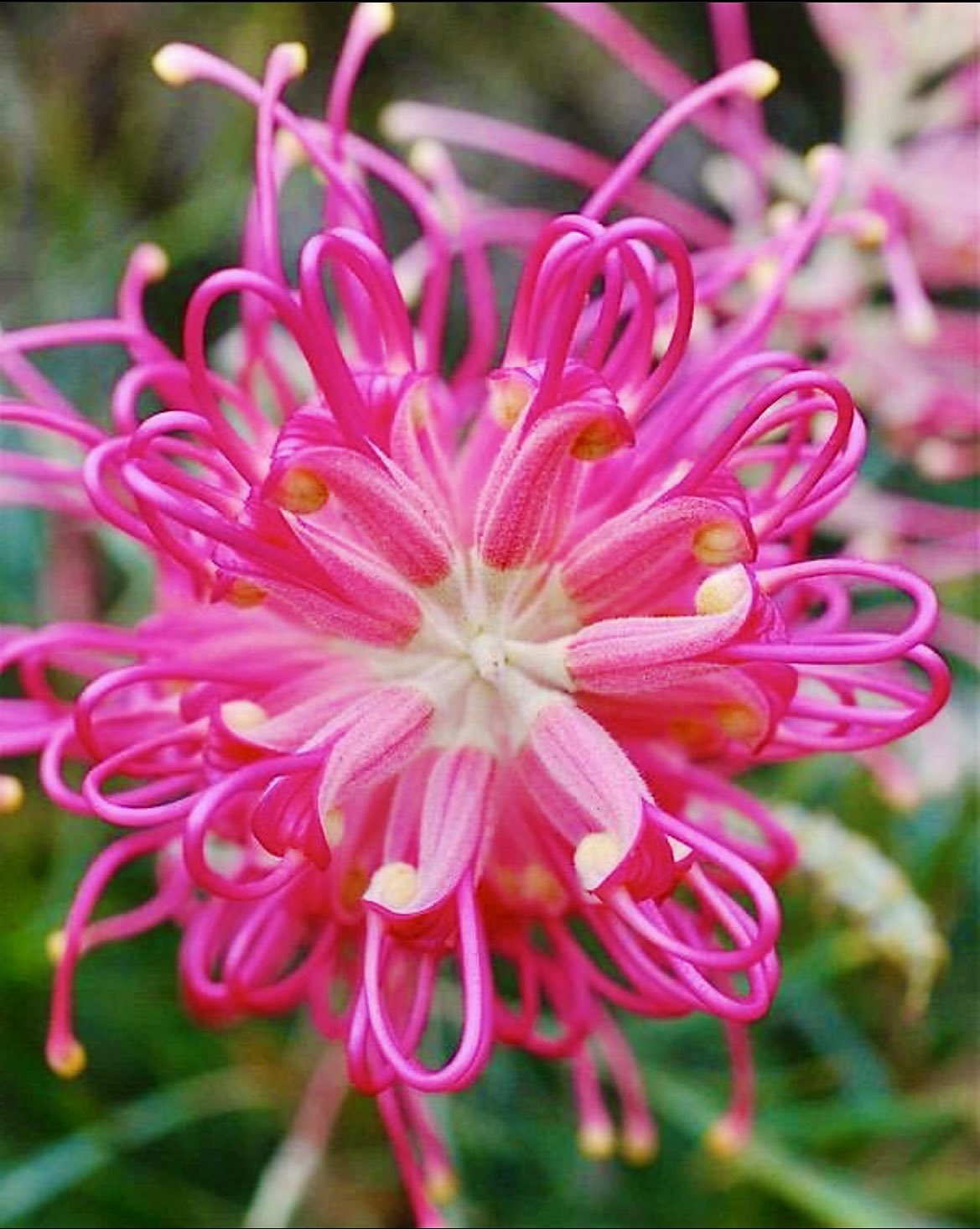 Interesting Pictures Of Flowers