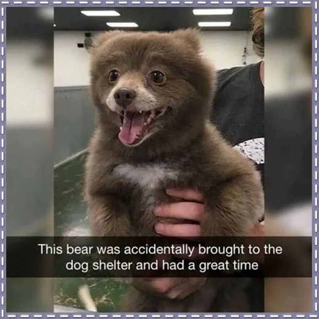 Forest Puppy Memes 😛 Your Daily Dose Of Dog Memes! Who Can Relate?