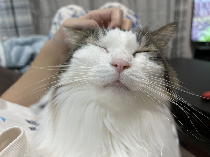 秀@hide_pauのイラスト