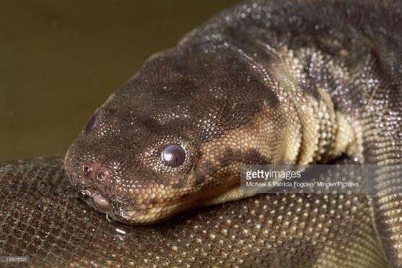 Banded Elephant Trunk Snake