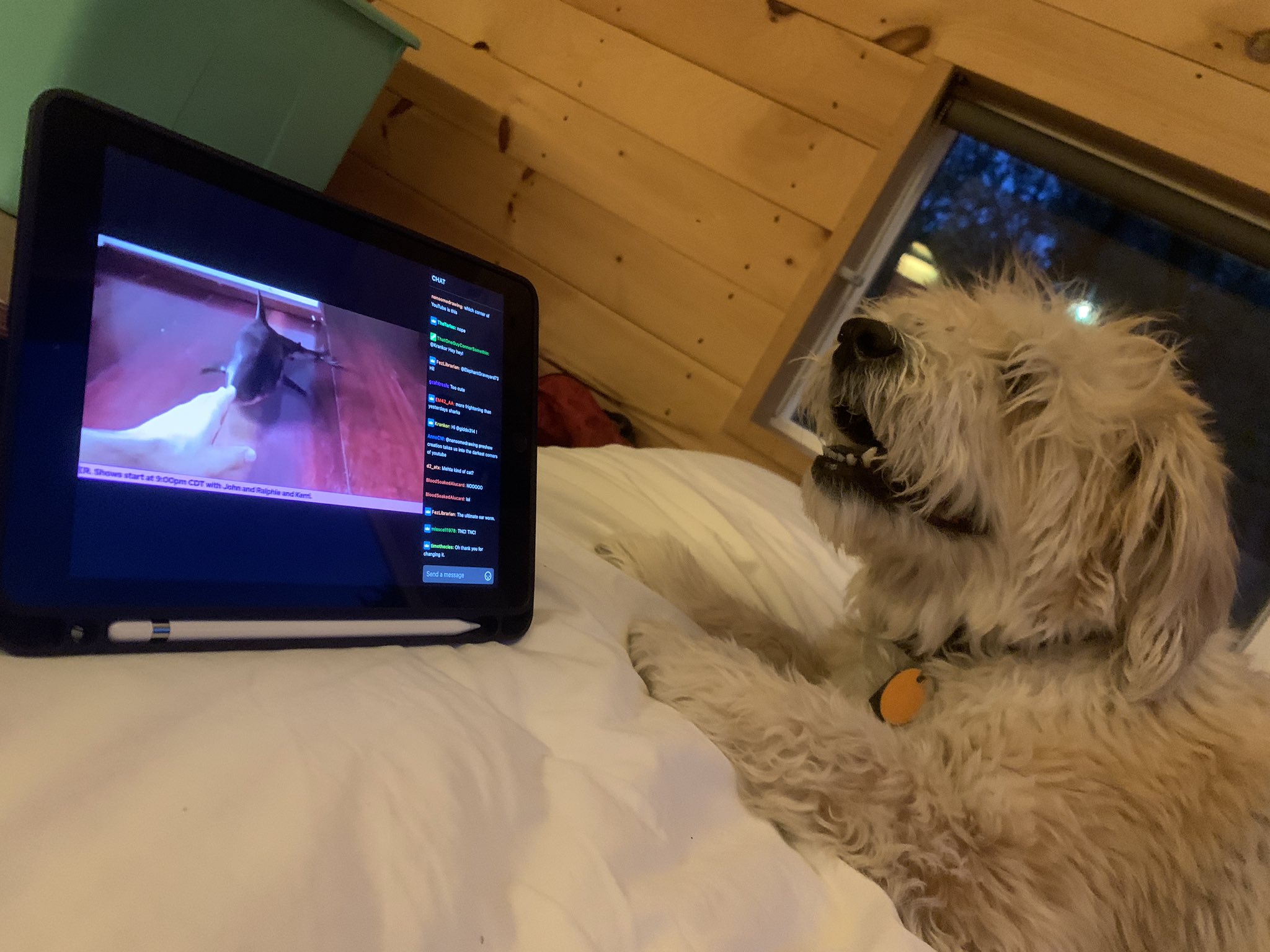 Bort 📢 PARODY ACCOUNT FOR COMEDY📢 on Twitter: "Churro and I are watching @MasterPancake: Murder ...