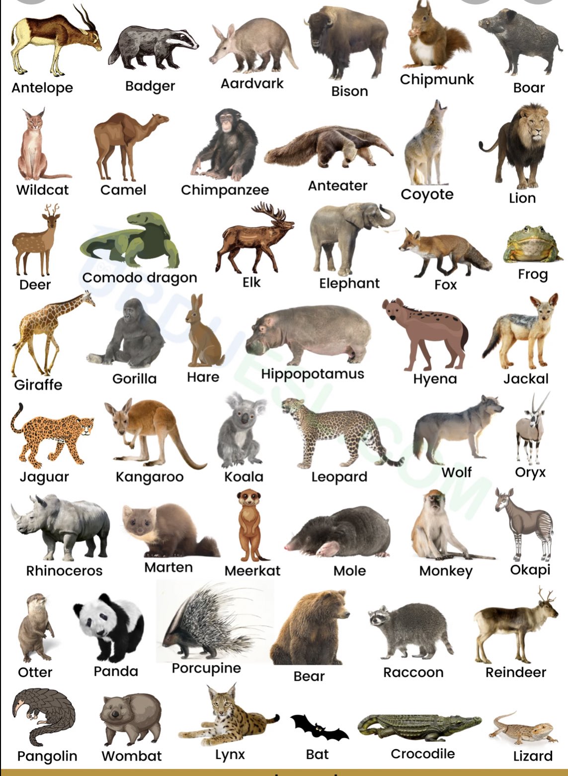 Mammals Images With Names