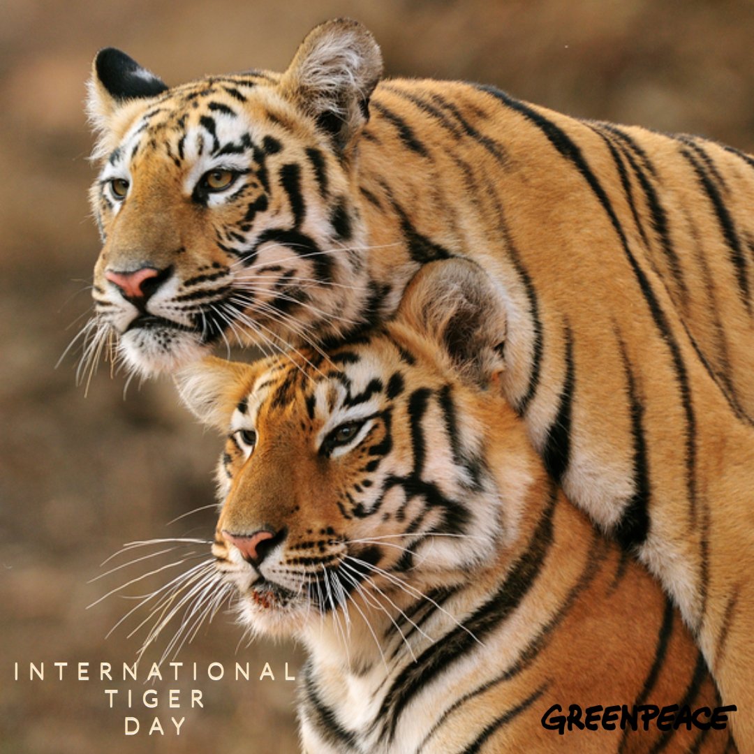 Greenpeace on Twitter: "It's #InternationalTigerDay today 🐯 💚 These ...