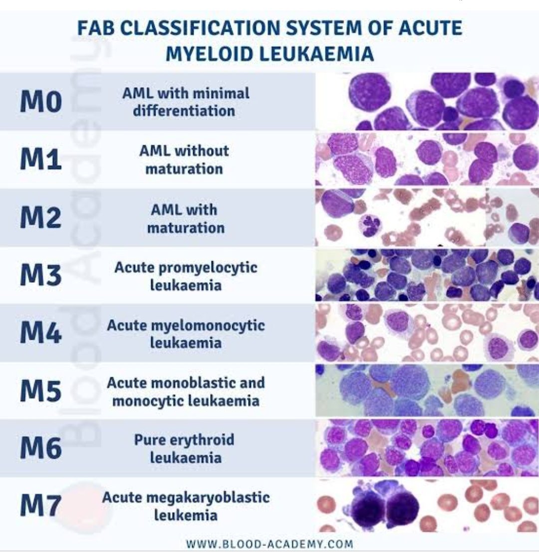 Monocytic Blasts