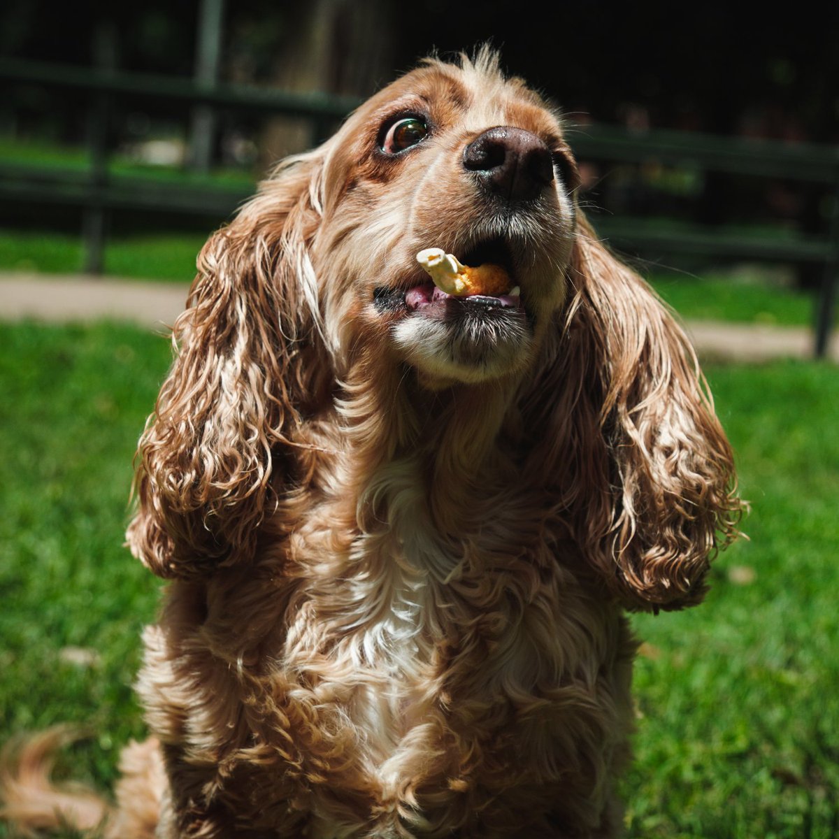 Are Pig Ears Better For A American Cocker Spaniel Than Rawhide Ears