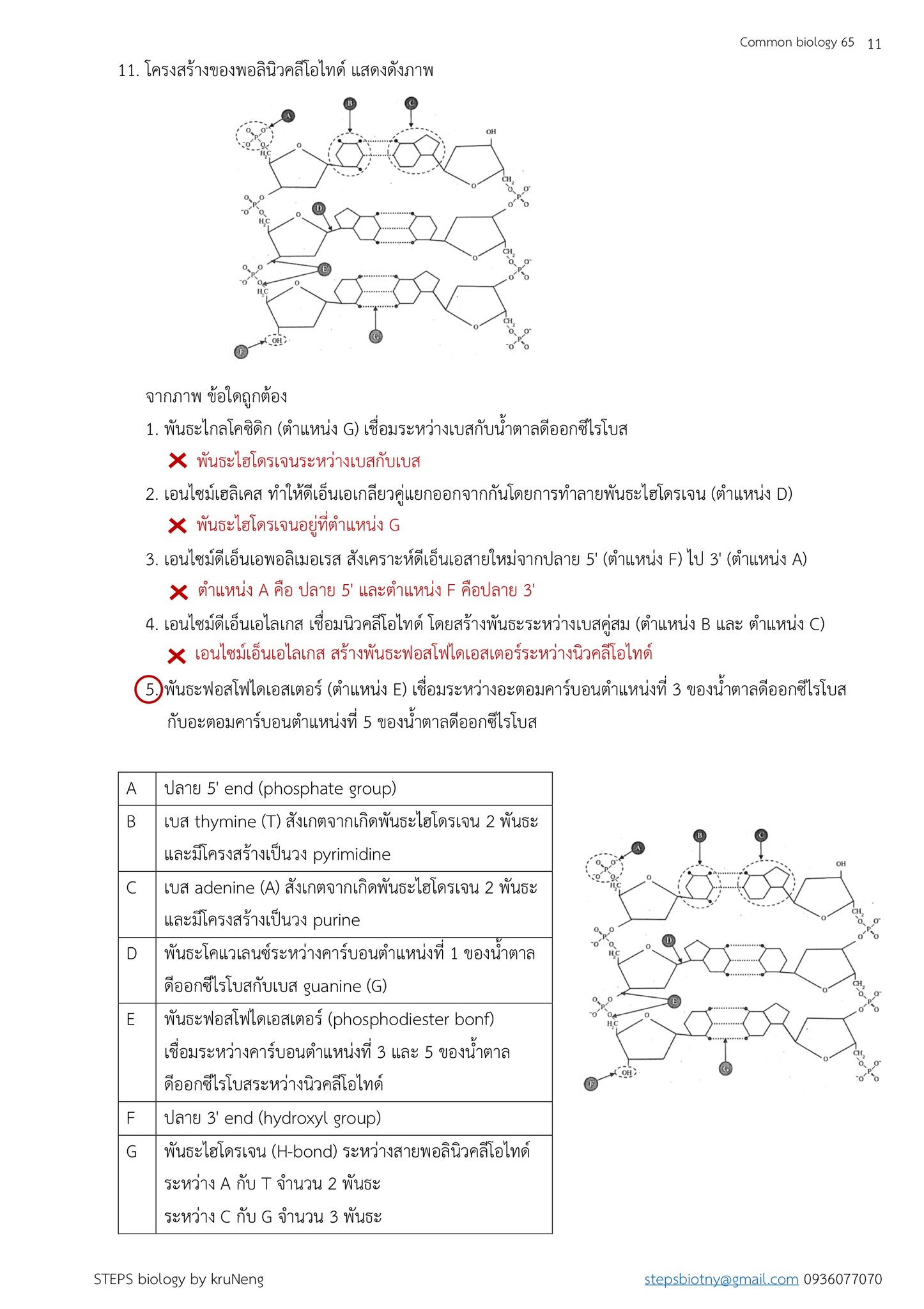 STEPs Biology on Twitter: "เฉลยข้อสอบ #9วิชาสามัญ #alevelbiology ชีววิทยา ปี 2565 สำหรับ #dek66 ...