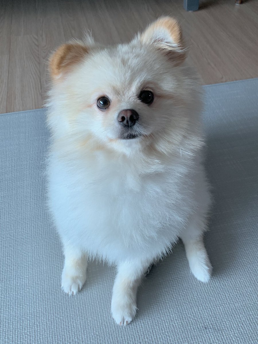 누렁아 두부 @cream_dub