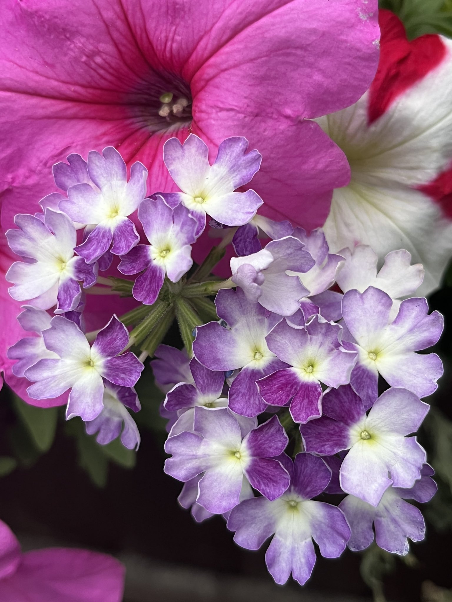 Ms Glitters (@ms_glitters) / Twitter