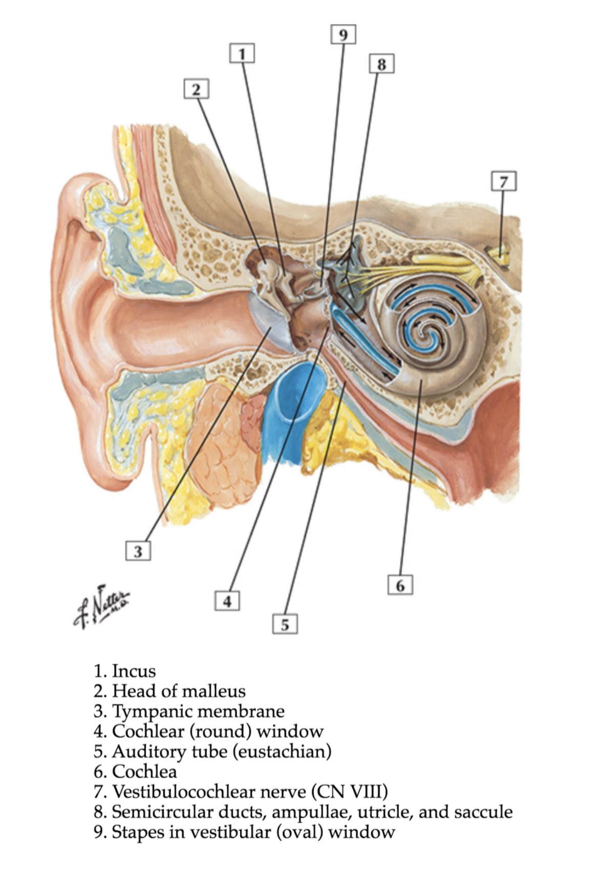 Anatomy Of The Ear