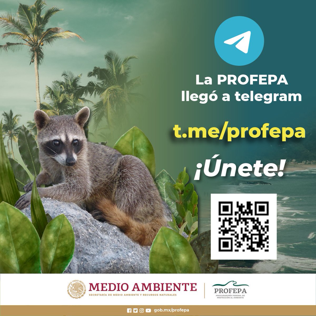 PROFEPA on Twitter: PROFEPA on Twitter: