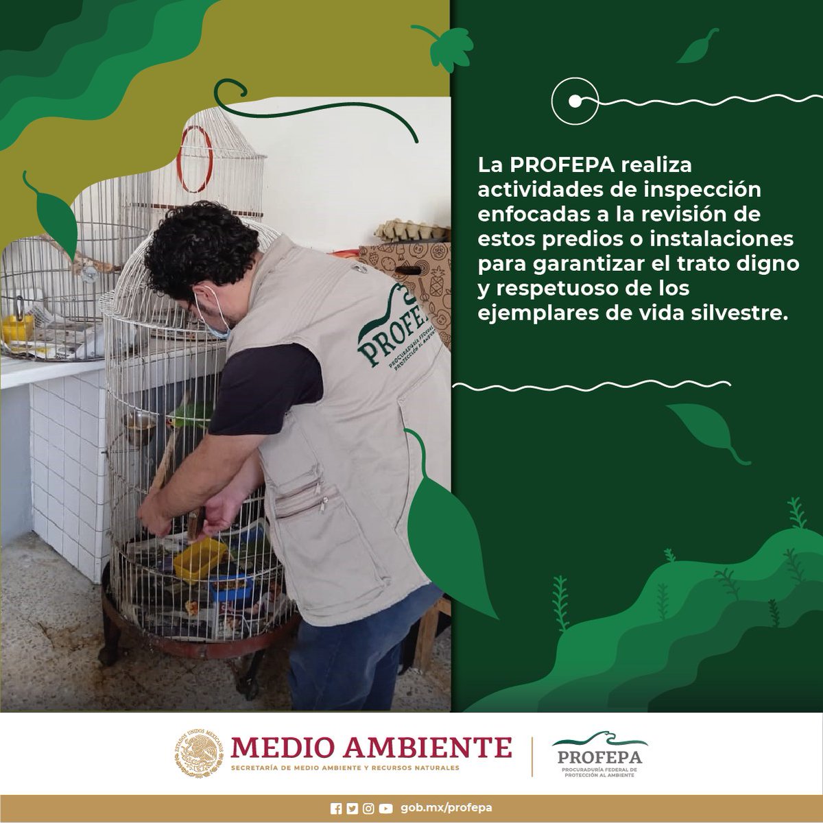 PROFEPA on Twitter: PROFEPA on Twitter: