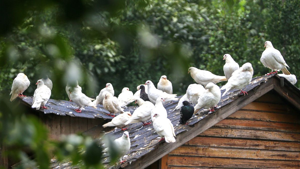#ChinaCanvas A park in Handan, Hebei province, has a pigeon hut that ...