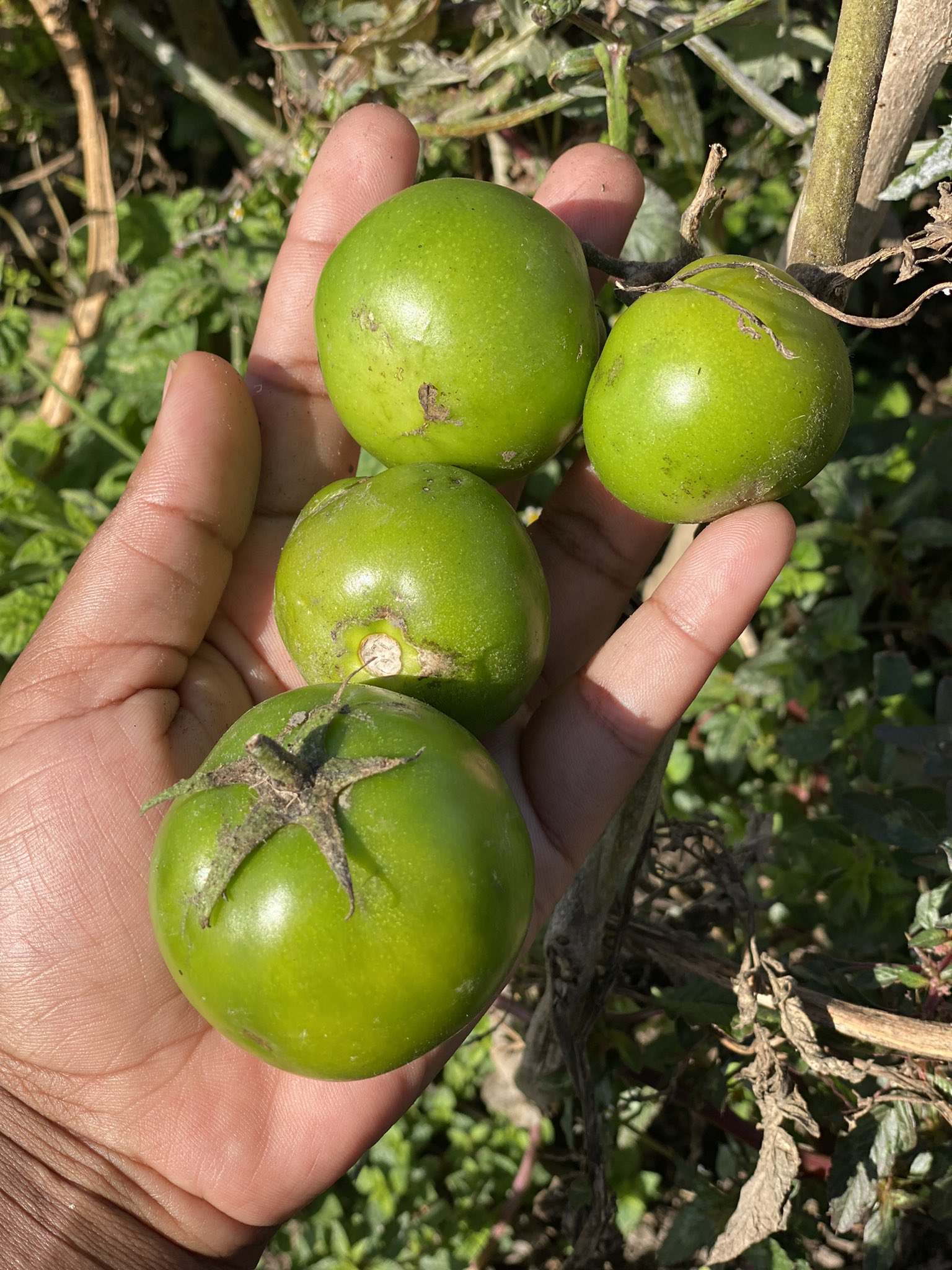 eMandulo (@eMandulo_) / Twitter