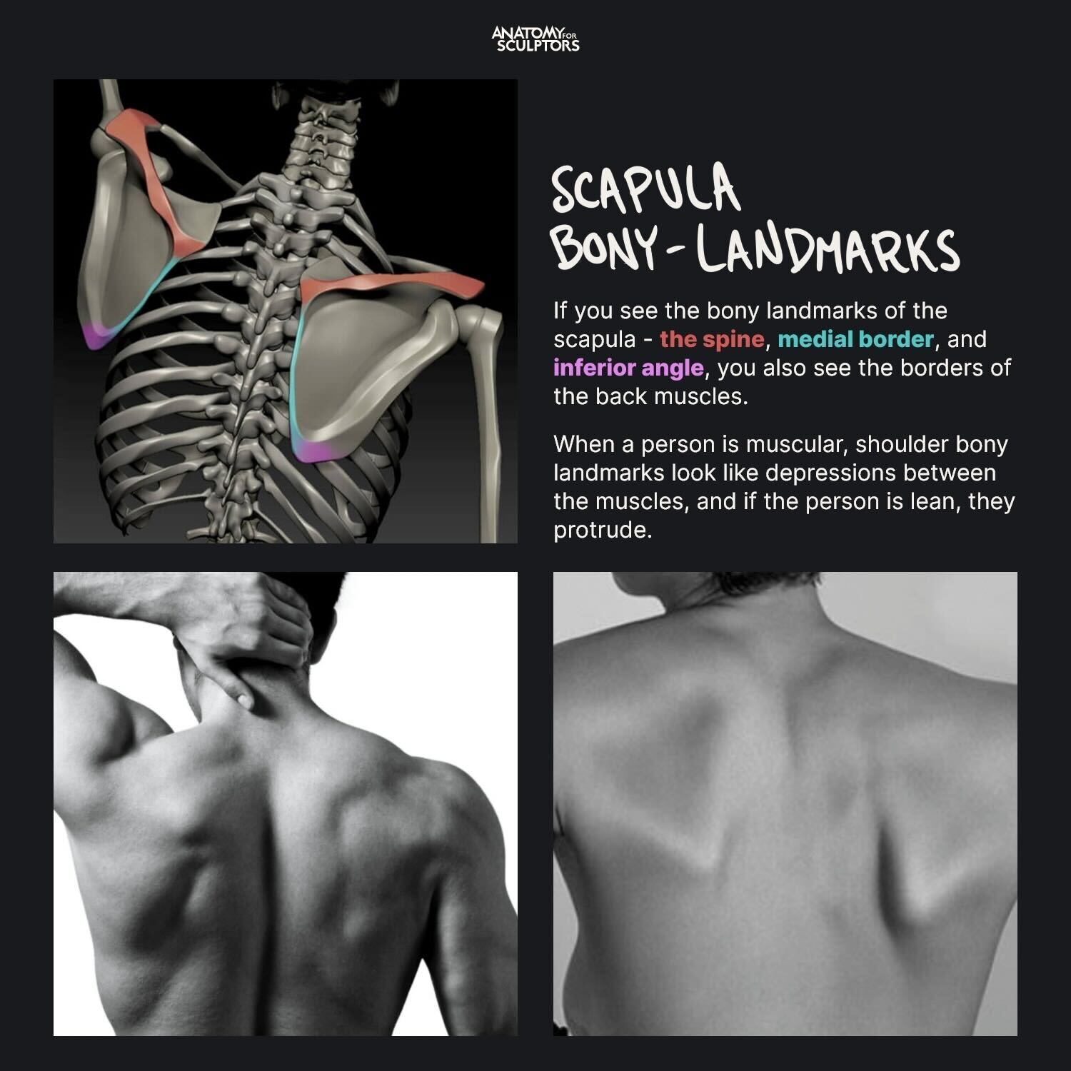 Inferior Angle Of Scapula Comparison Of The Kyphosis Angle Position
