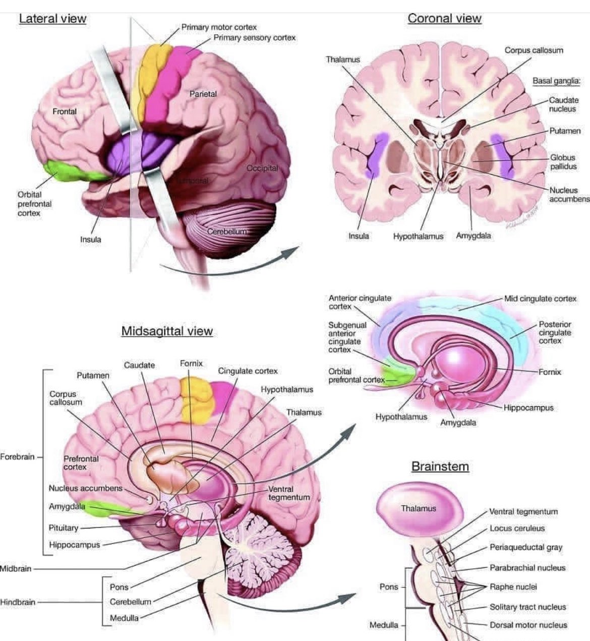 Coronal Brain Labeled