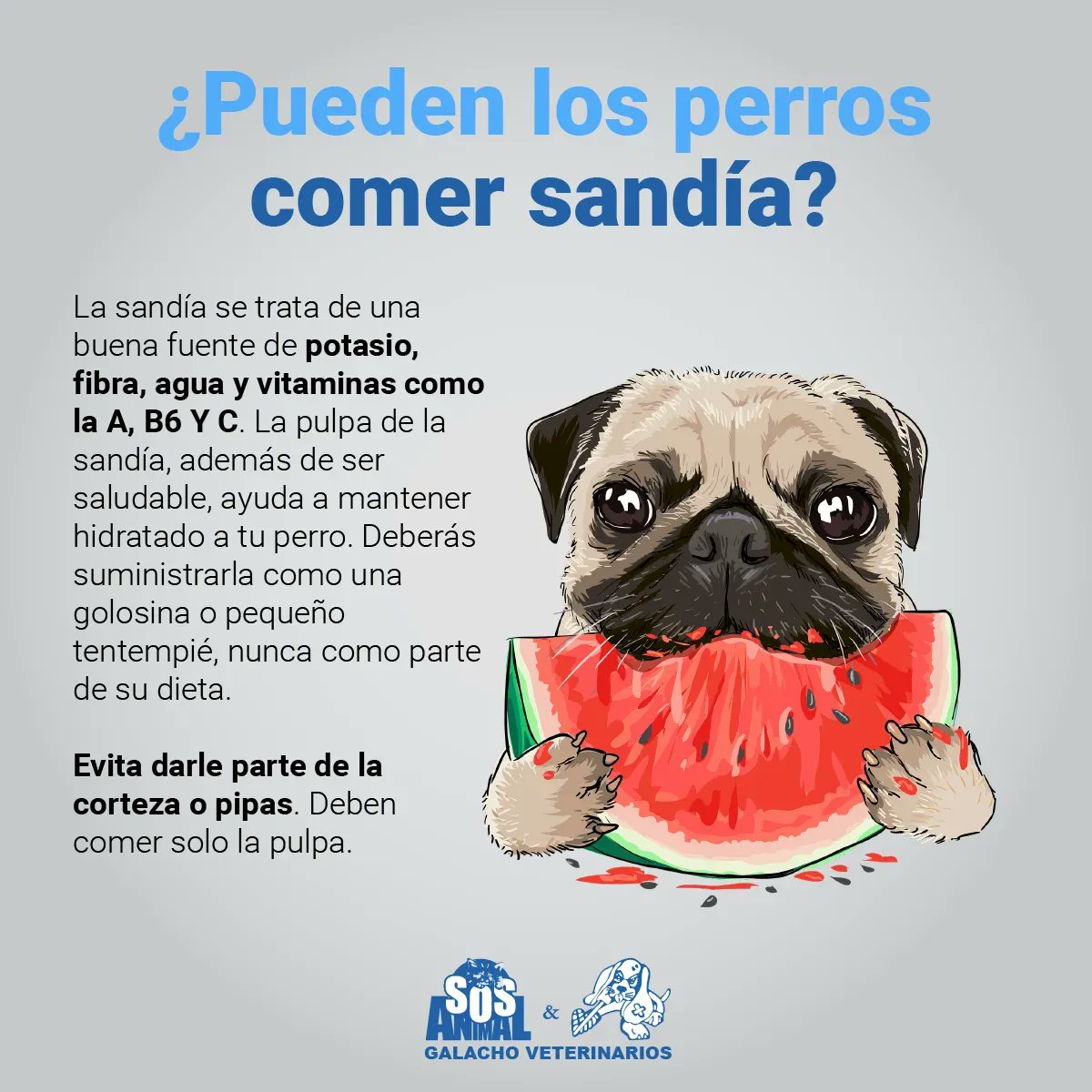 Mi Perro Puede Comer Sandia