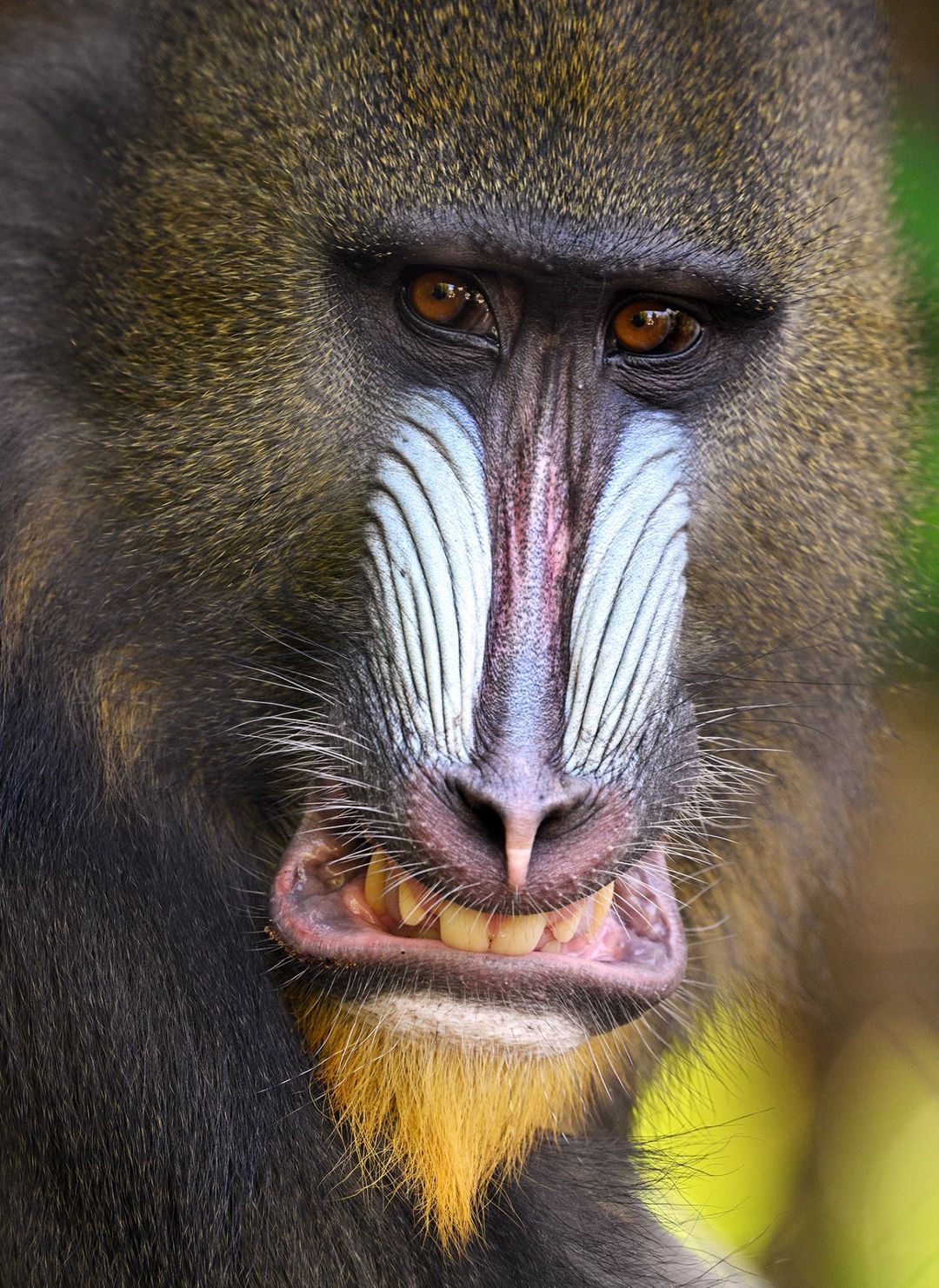 Mandrill Memes